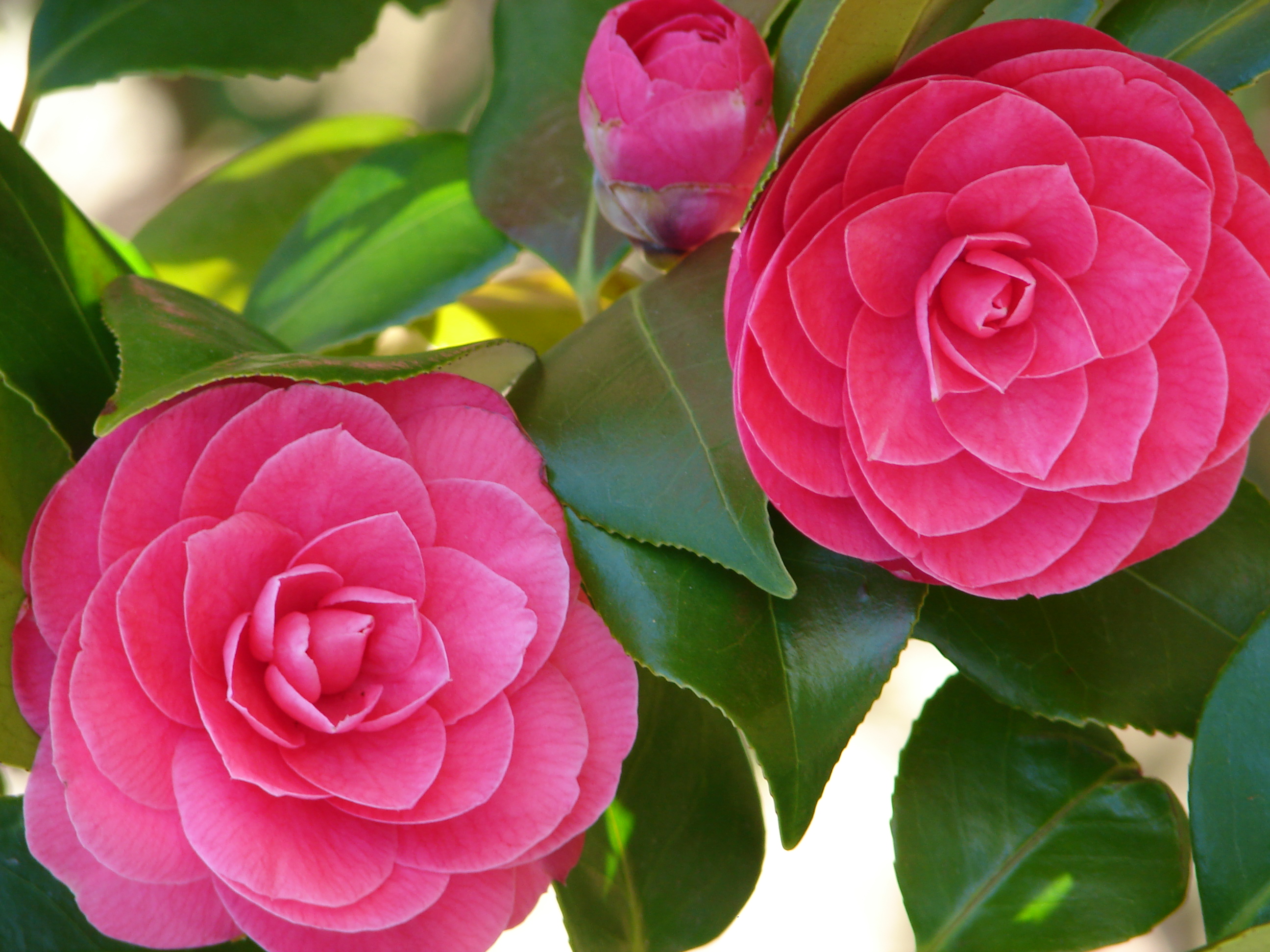 Sementes Camellia Japonica Camelia Flores Gigante Rosa Mudas R 990 Em Mercado Livre