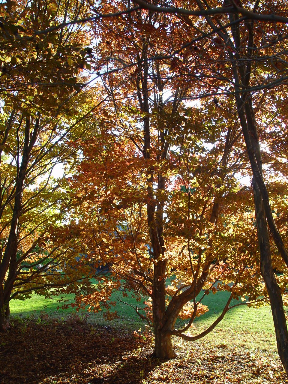 The Polly Hill Arboretum » STEWARTIA