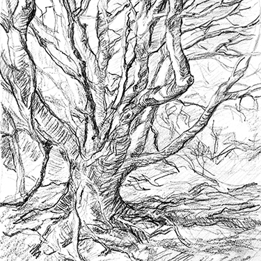 The Polly Hill Arboretum » Blog Archive » Drawing from Nature