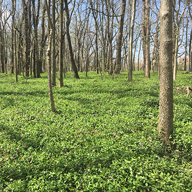 The Polly Hill Arboretum » Blog Archive » Plant Invaders: In Theory and ...