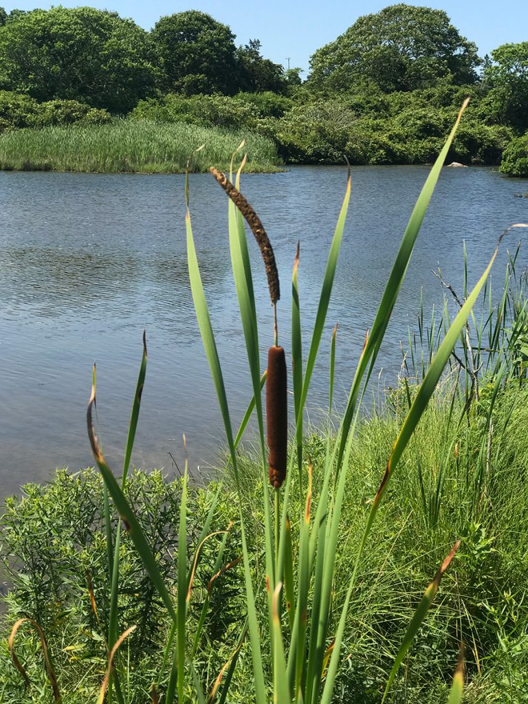 The Polly Hill Arboretum » Blog Archive » Island Ecology Class: Wetlands