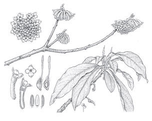 The Polly Hill Arboretum » Blog Archive » Capturing the Life of Plants