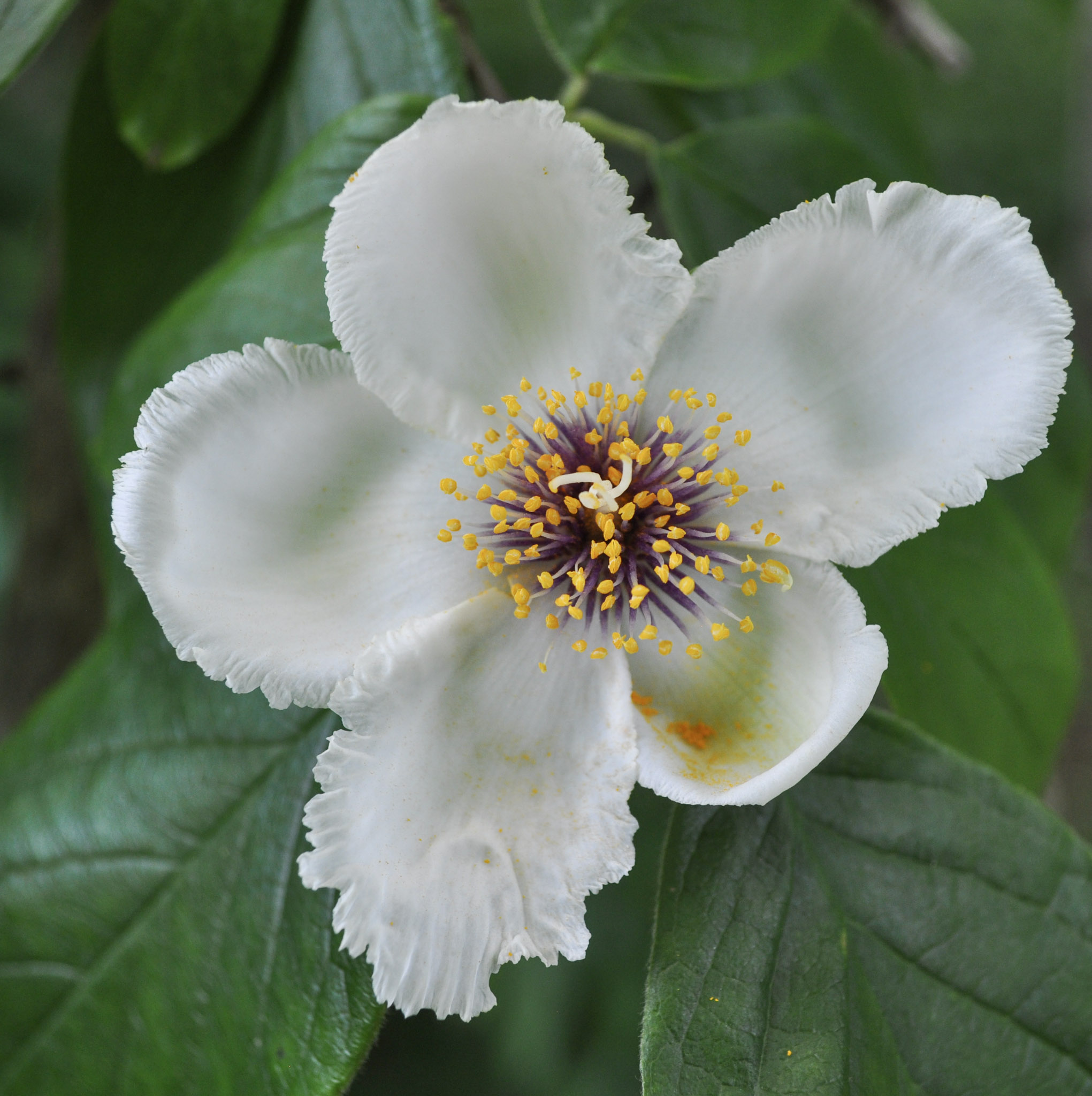 The Polly Hill Arboretum » STEWARTIA CULTIVAR REGISTRATION