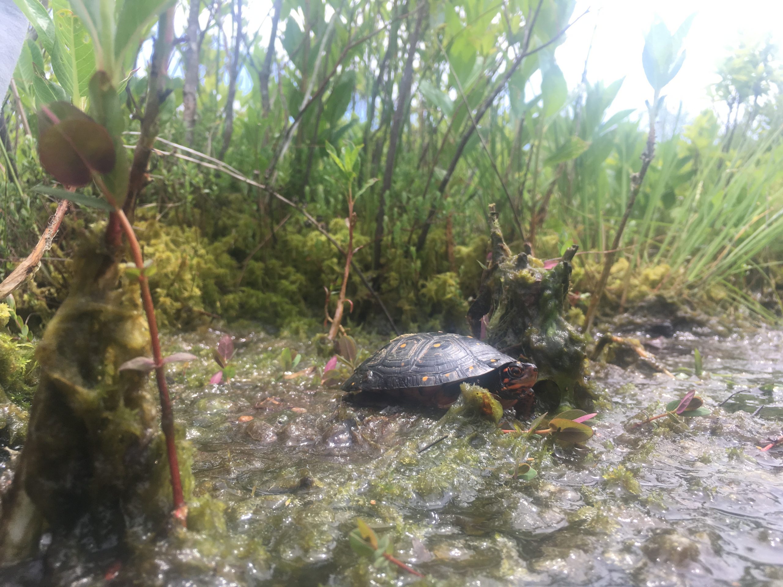 The Polly Hill Arboretum » CALENDAR