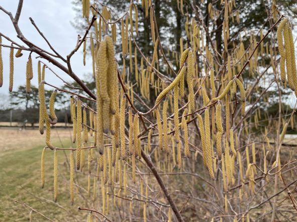 The Polly Hill Arboretum » Blog Archive » Arbor Day at PHA: Tour, Tree ...