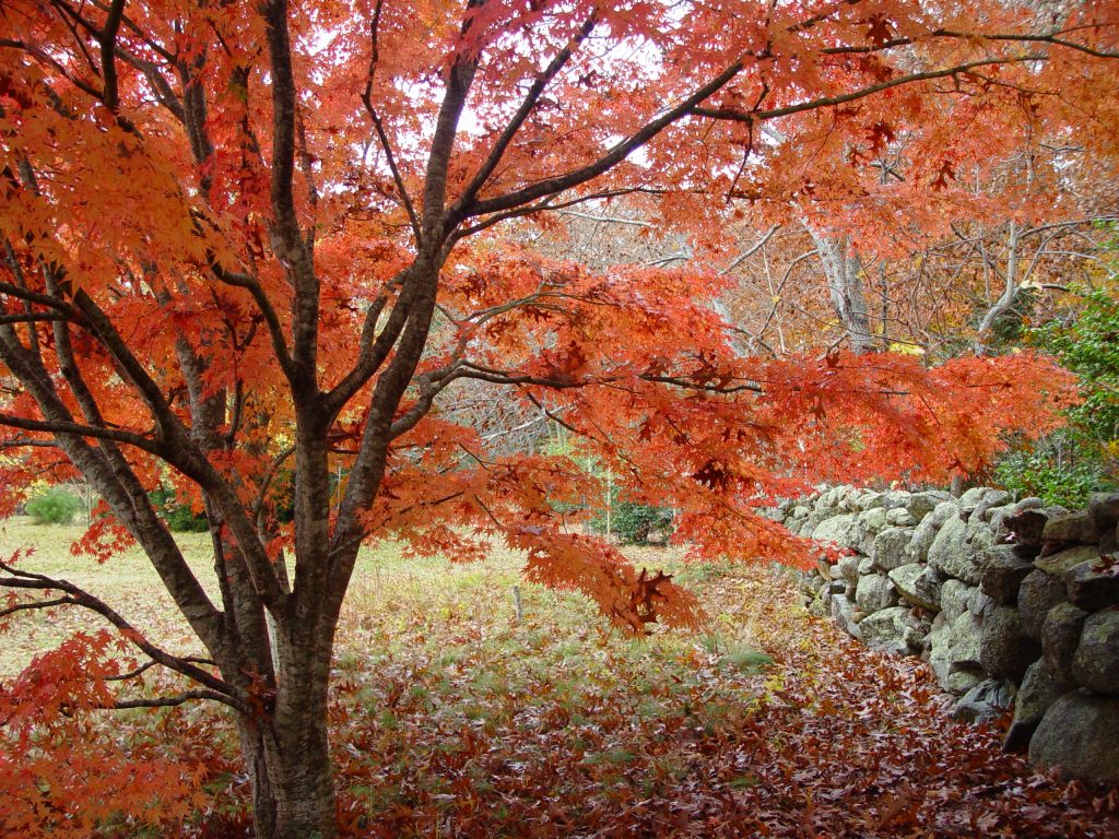 The Polly Hill Arboretum » Blog Archive » Fall Color Celebration
